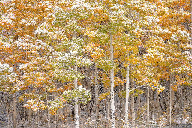 Fall Color in Colorado | Mountain Photography by Jack Brauer