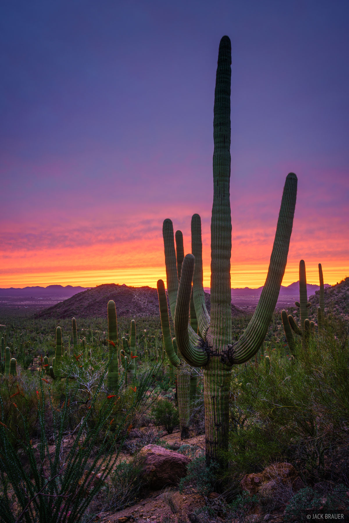 Saguaro Cactus Sunset